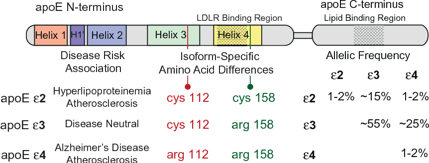 Apolipoprotein E From Lipid Transport To Neurobiology Semantic Scholar