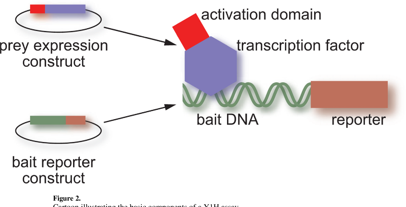 Yeast One Hybrid Assays A Historical And Technical Perspective