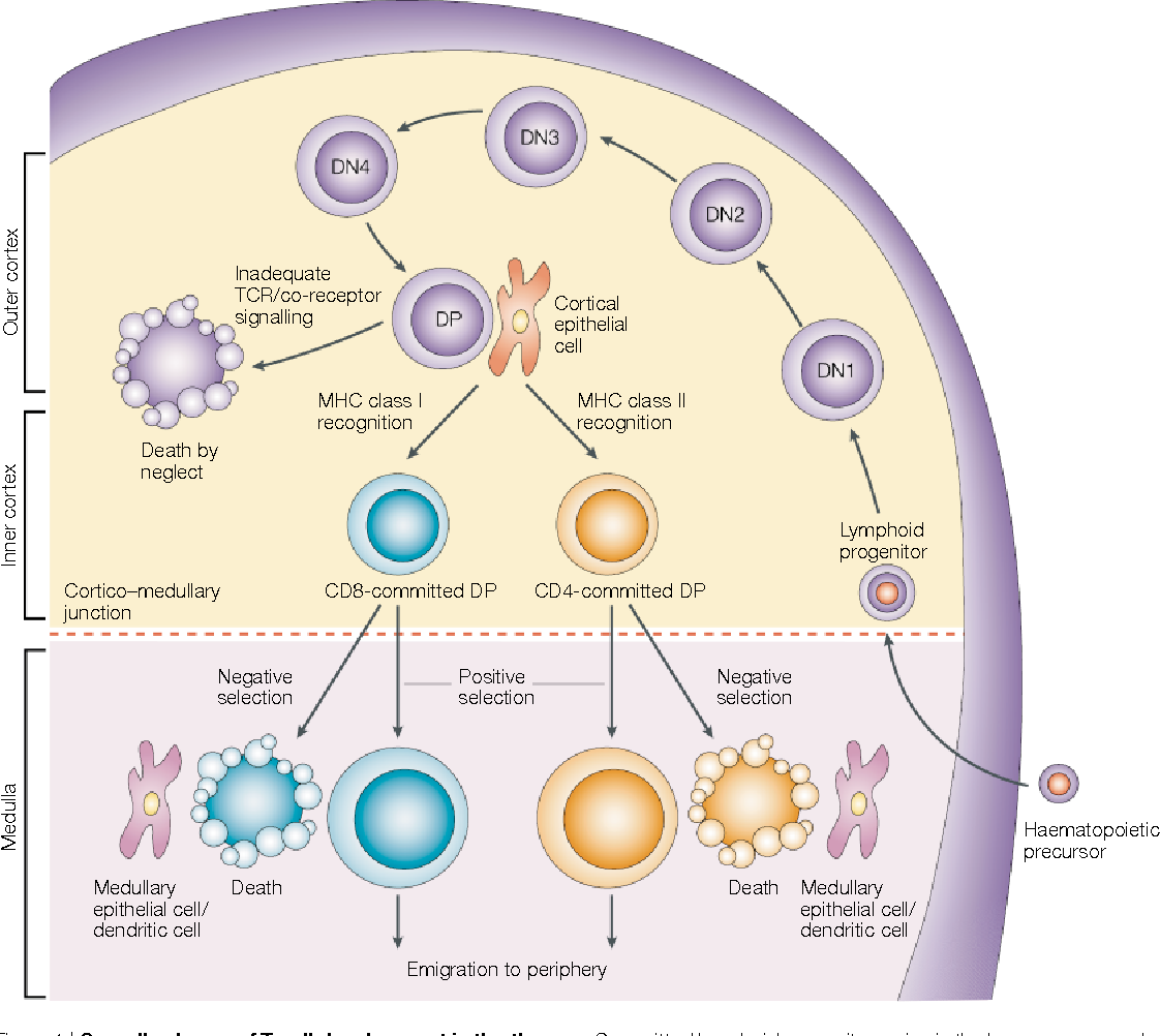 T Cell Development And The Cd4cd8 Lineage Decision Semantic Scholar