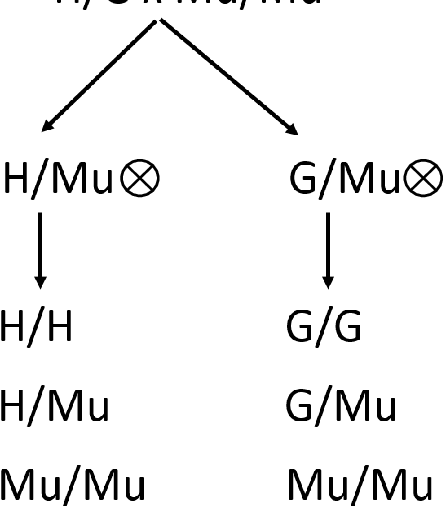 Figure 21 From Analysis Of Starch Branching Enzyme 1 Sbe1 Gene In