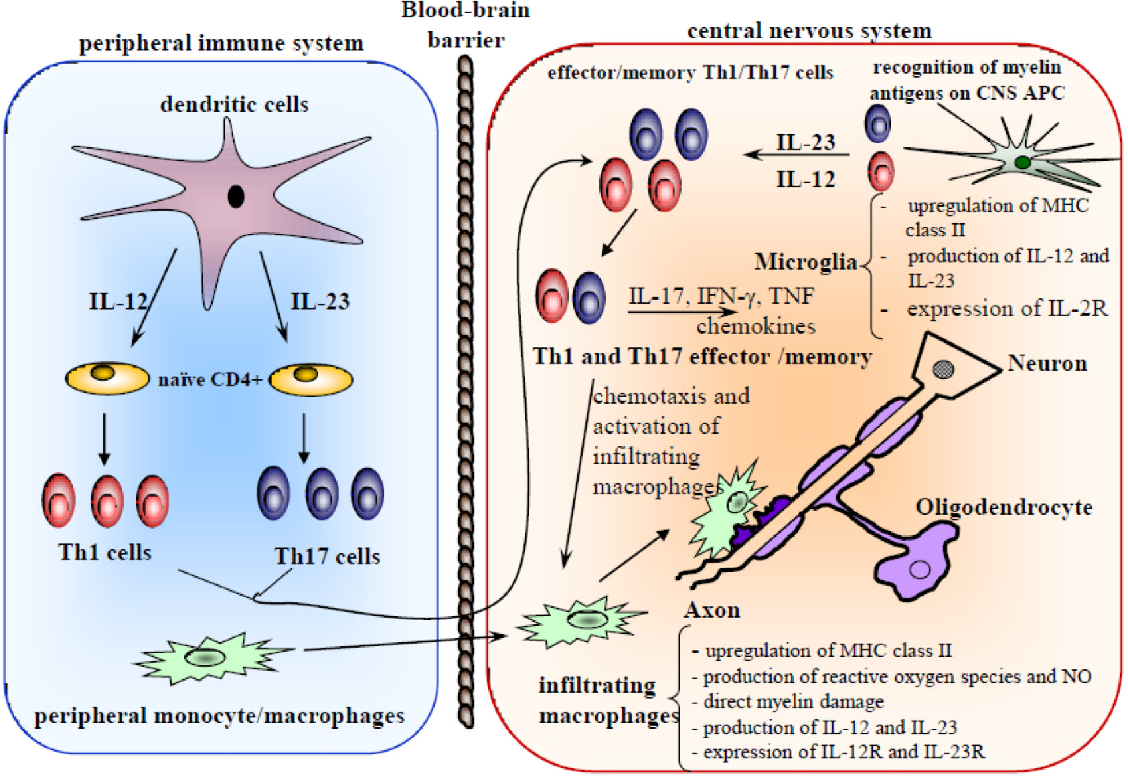 Figure 1 From Role Of Th17 Cells In The Pathogenesis Of Cns