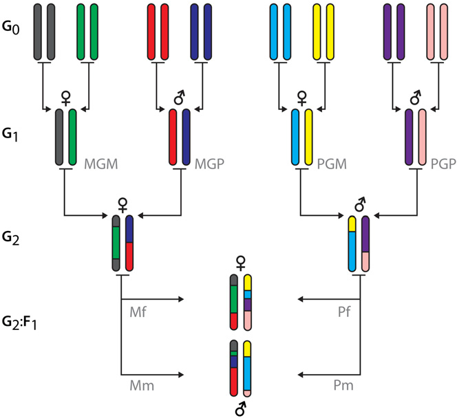 Table 1 From High Resolution Sex Specific Linkage Maps Of The Mouse