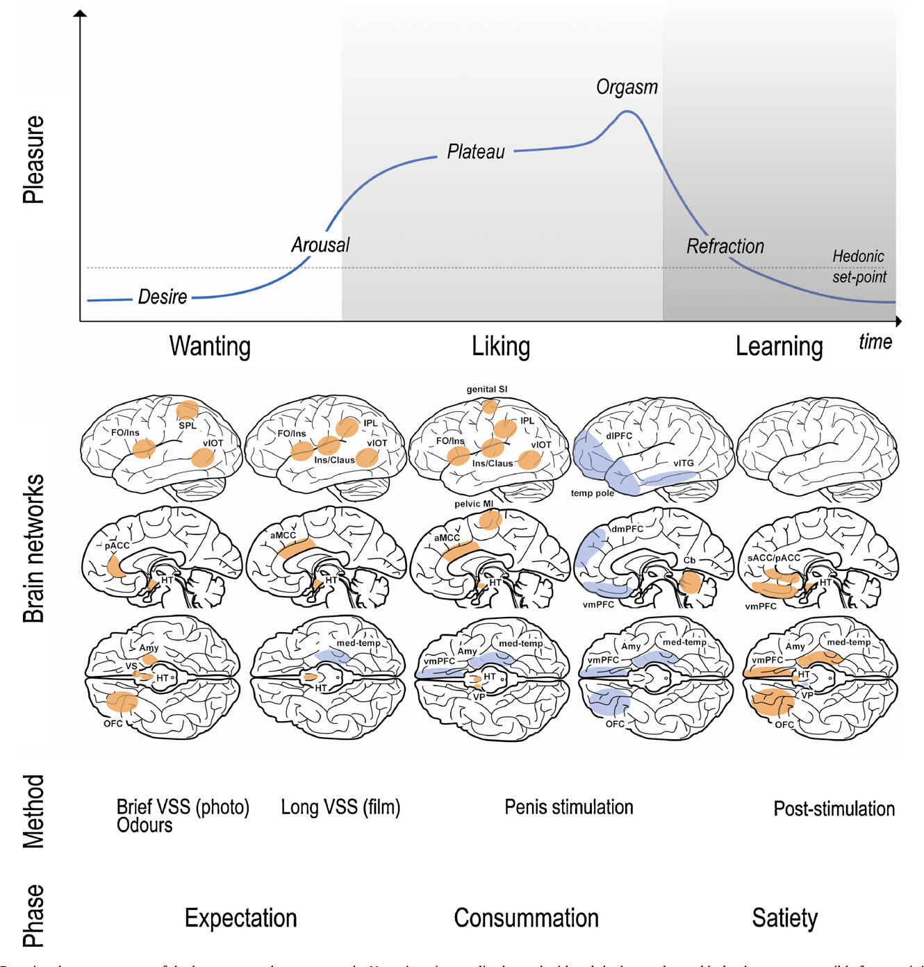 Brain Imaging Of Human Sexual Response Recent Developments And Future