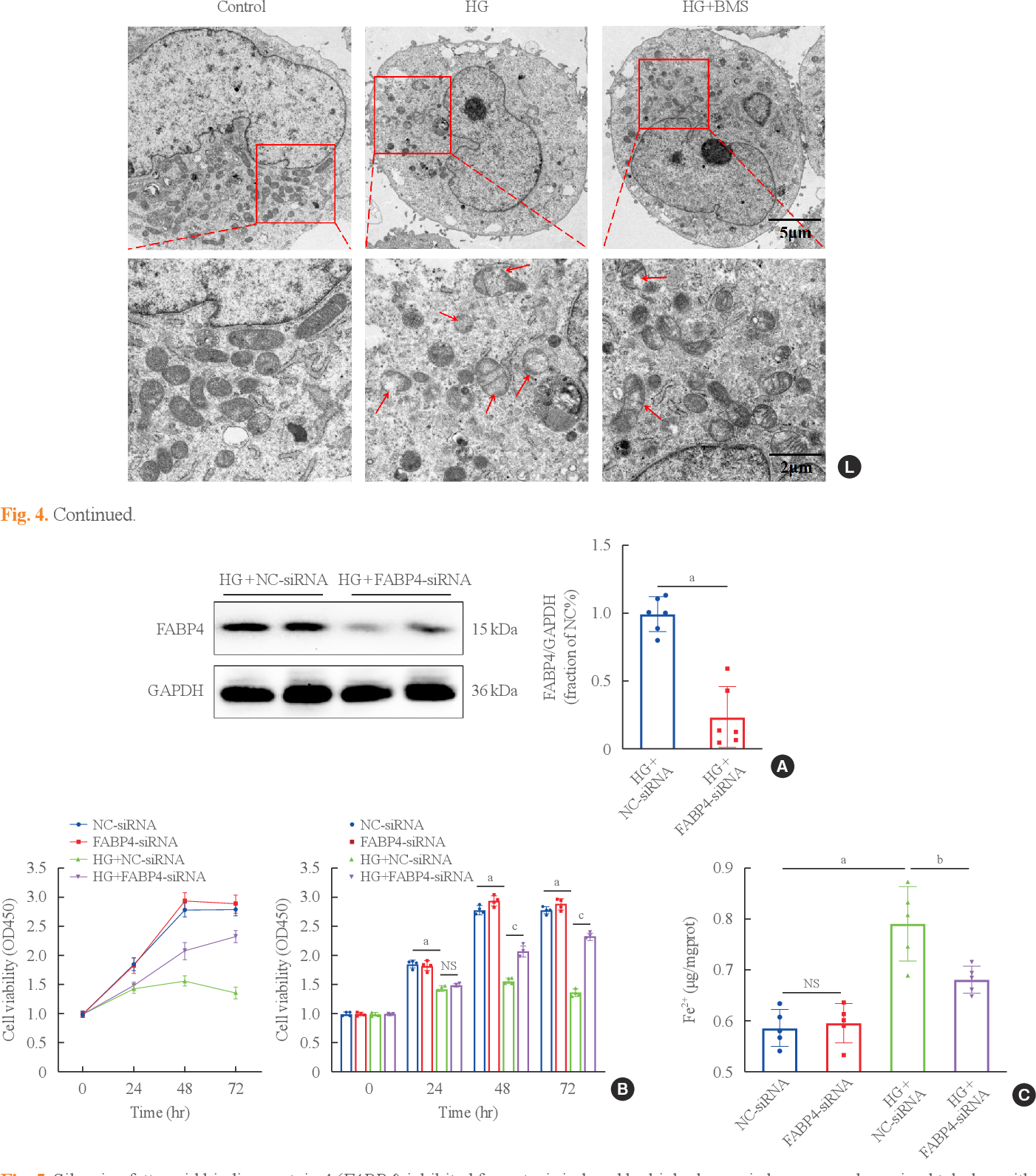 Pdf Inhibition Of Fatty Acid β Oxidation By Fatty Acid Binding