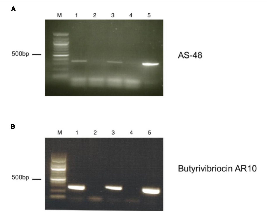 Figure 1 From A Seed Endophytic Bacillus Safensis Strain With