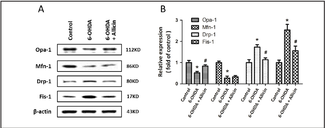 Pdf Allicin Protects Pc12 Cells Against 6 Ohda Induced Oxidative