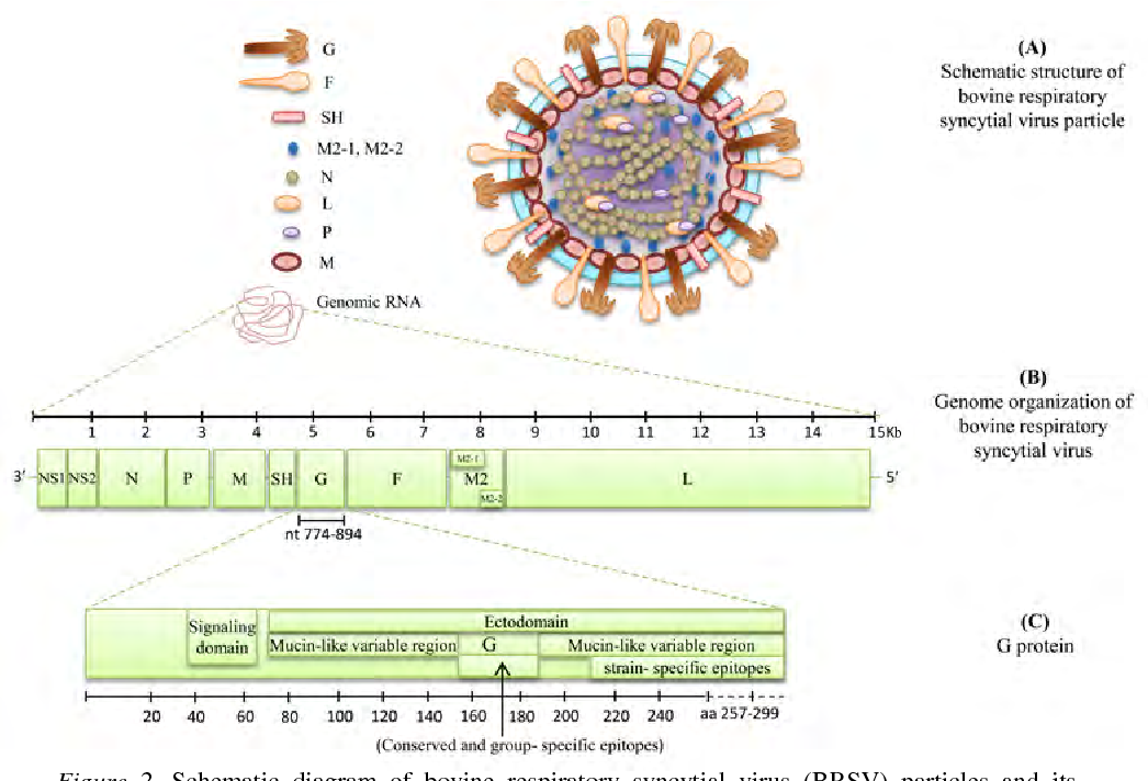 Pdf Epidemiology And Molecular Tracing Of Bovine Coronavirus And