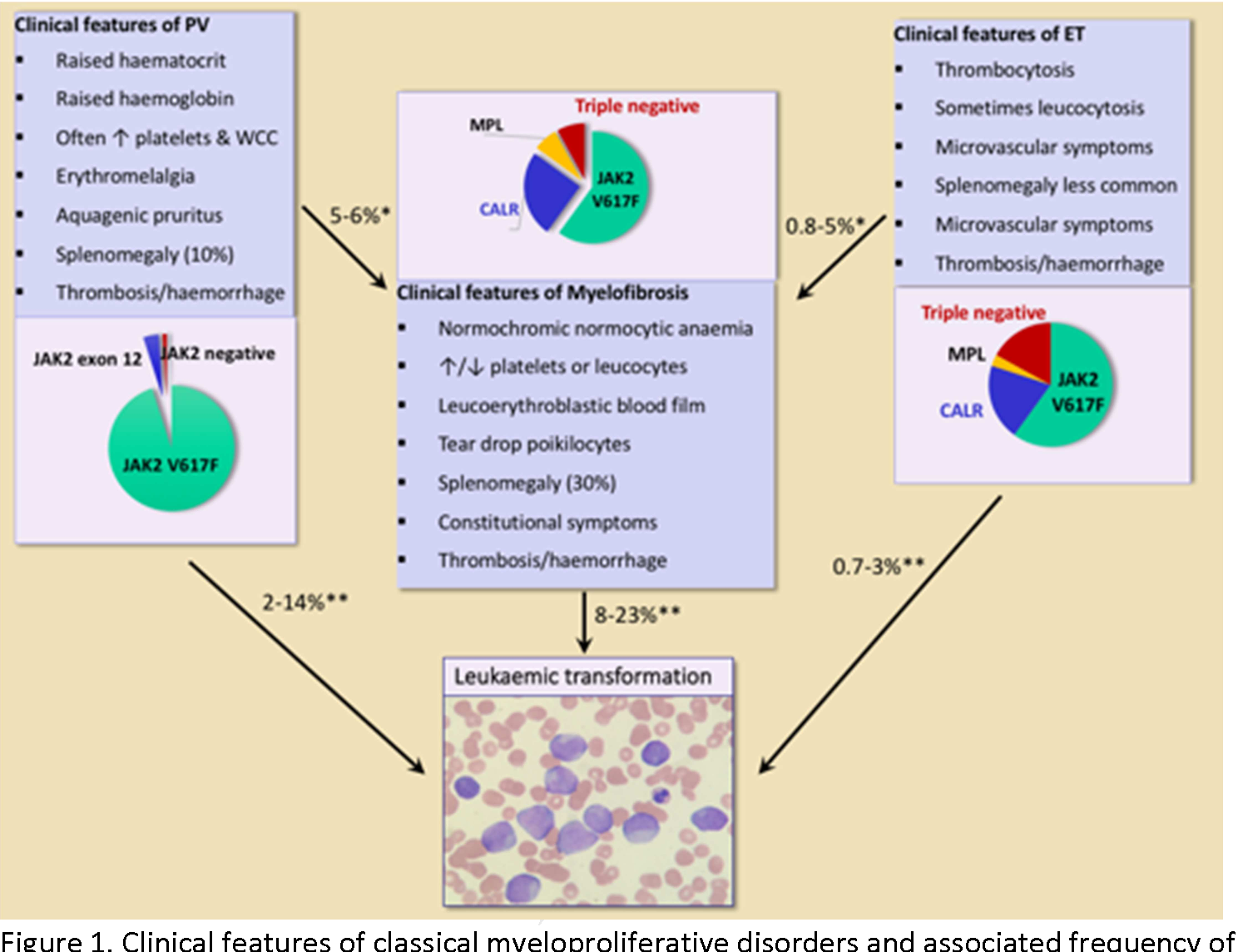 Pdf Pathogenesis Of Myeloproliferative Neoplasms Hot Sex Picture