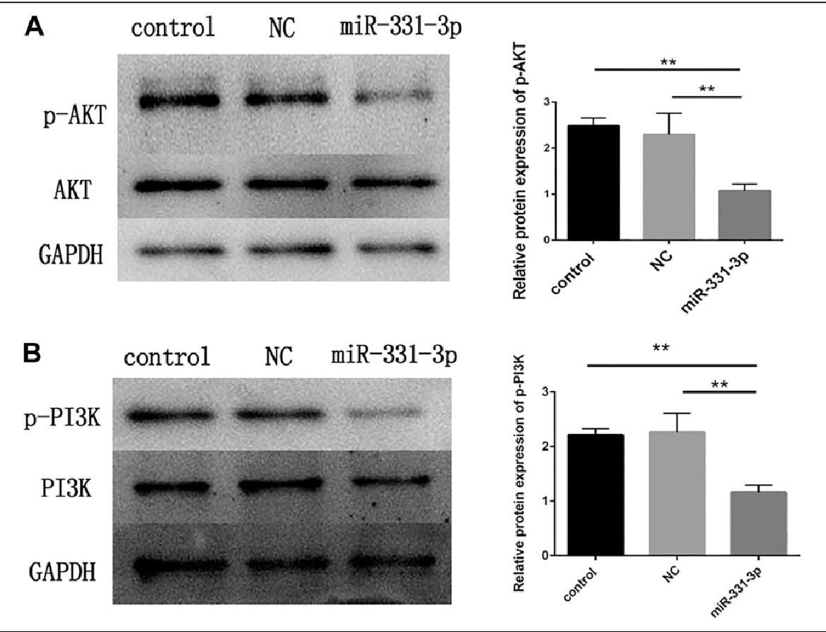 Figure 1 From Mir 331 3p Inhibits Proliferation And Promotes Apoptosis