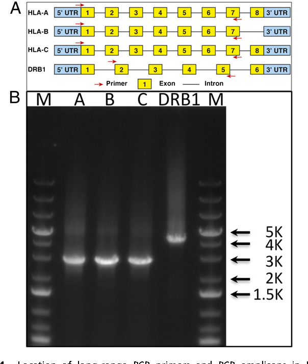 Figure 1 From High Throughput High Fidelity Hla Genotyping With Deep