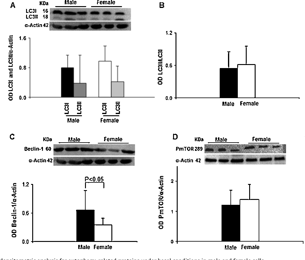 Figure 1 From Sex Specific Pharmacological Modulation Of Autophagic