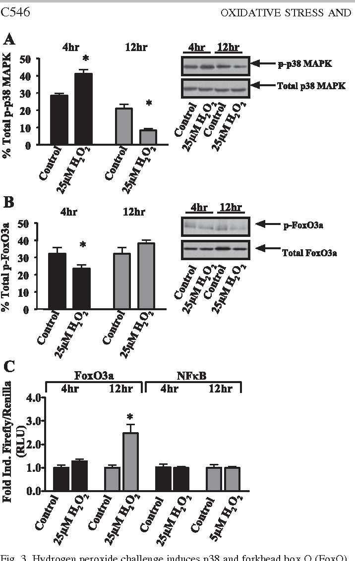 Figure 1 From P38 Mapk Links Oxidative Stress To Autophagy Related Gene