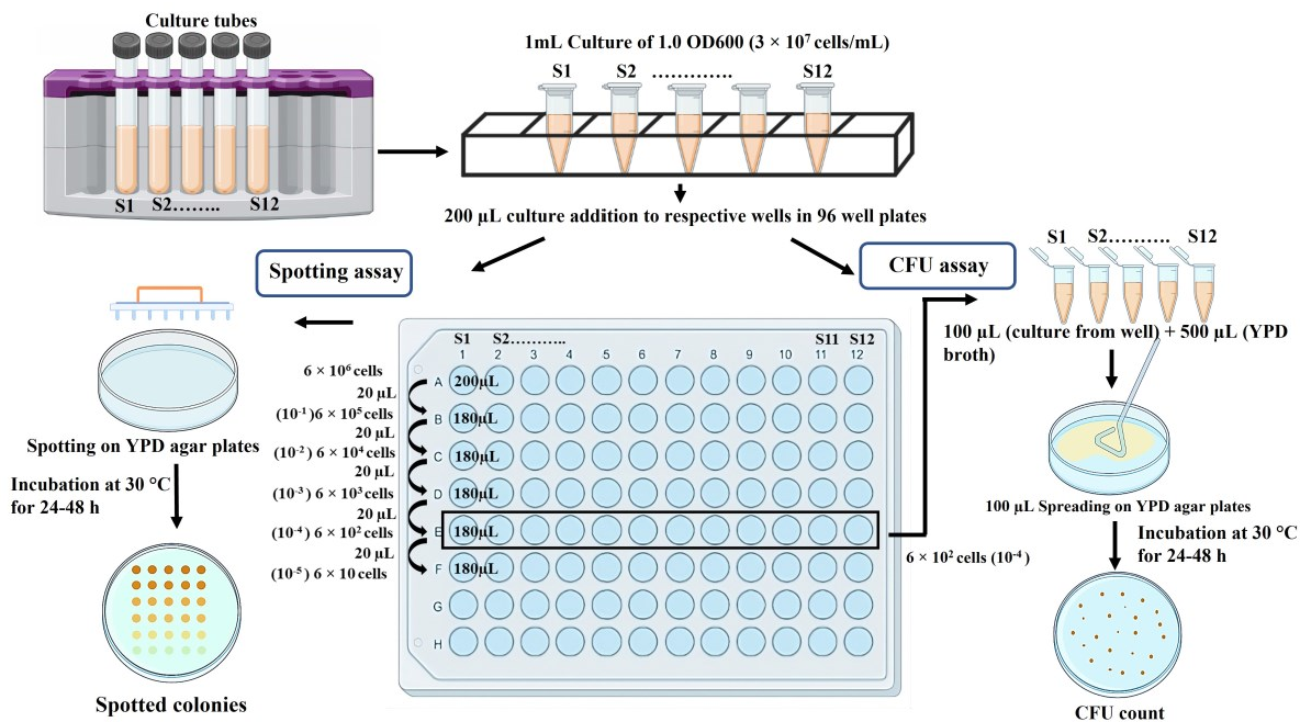 Figure 1 From Spot Assay And Colony Forming Unit Cfu Analysesbased