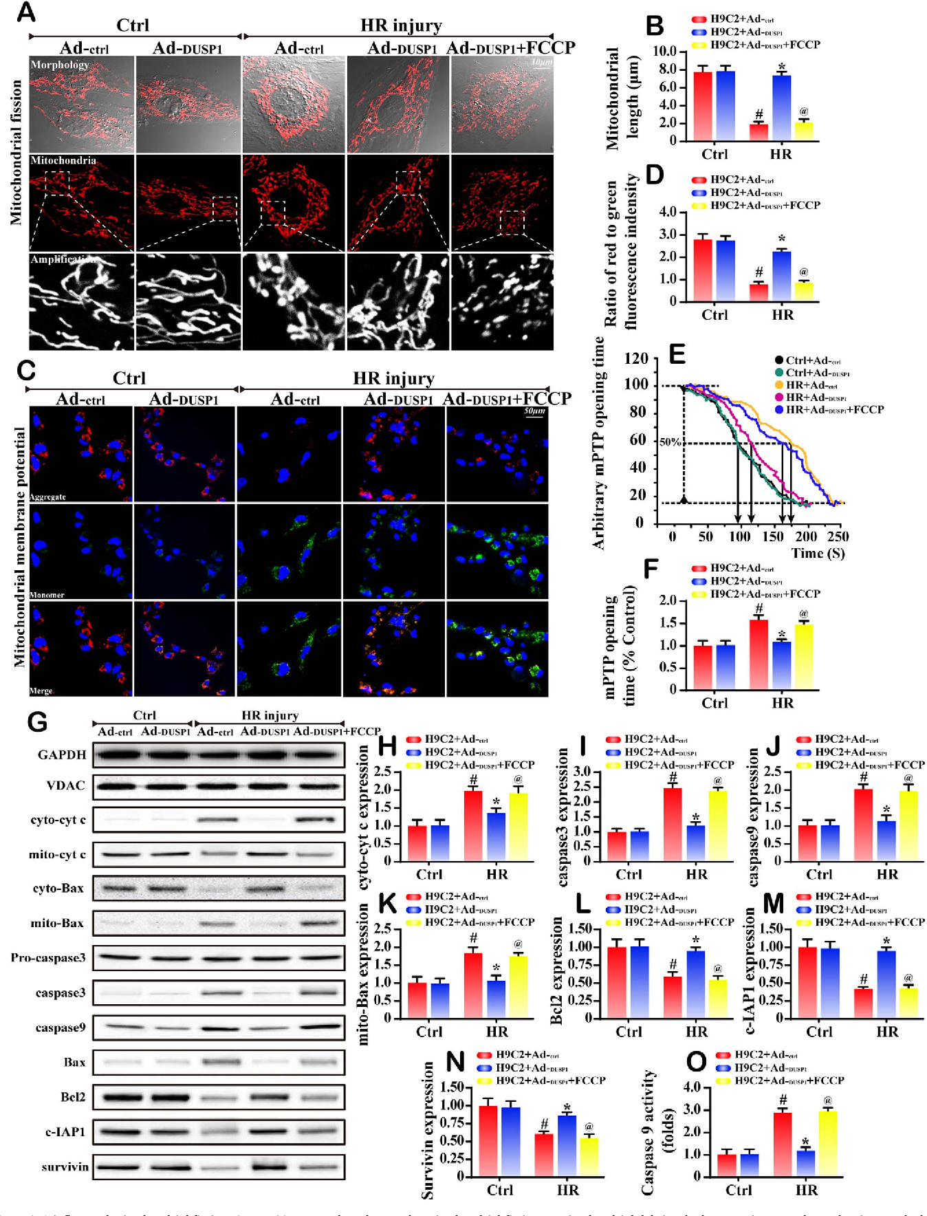 Figure 1 From Dusp1 Alleviates Cardiac Ischemiareperfusion Injury By