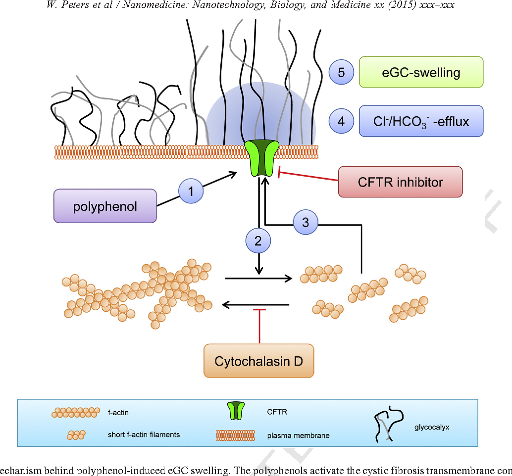 Cystic Fibrosis Transmembrane Conductance Regulator Is Involved In