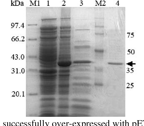 Figure 1 From High Level Expression And Characterization Of