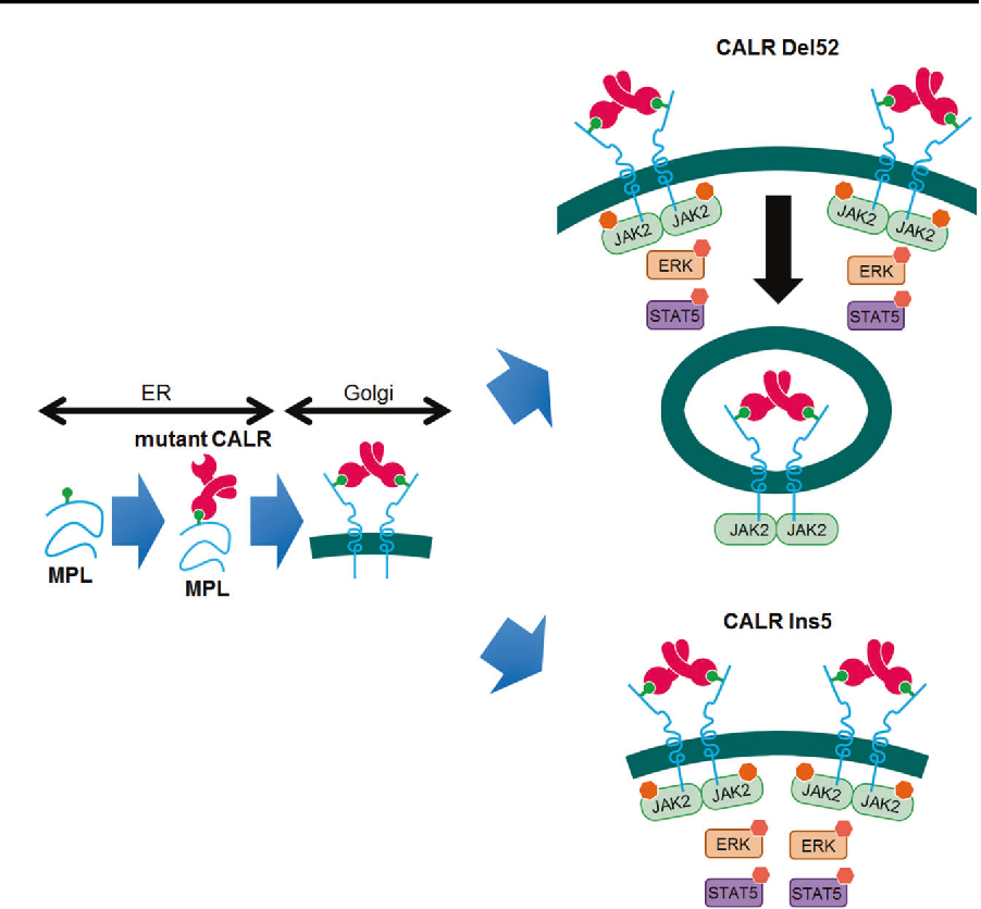 Figure 1 From Chronic Myeloproliferative Neoplasms Mutant Calreticulin