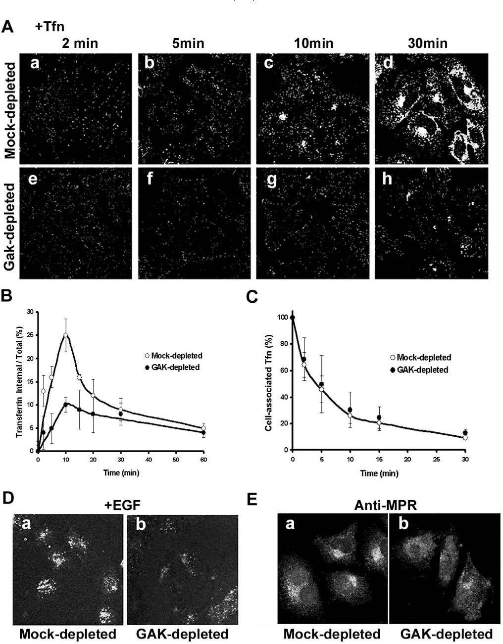 Pdf Depletion Of Gakauxilin 2 Inhibits Receptor Mediated Endocytosis