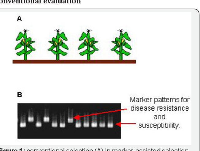 Pdf Marker Assisted Selection In Comparison To Conventional Plant