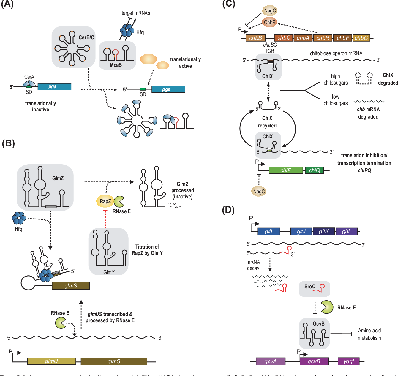 Figure 1 From Target Activation By Regulatory Rnas In Bacteria