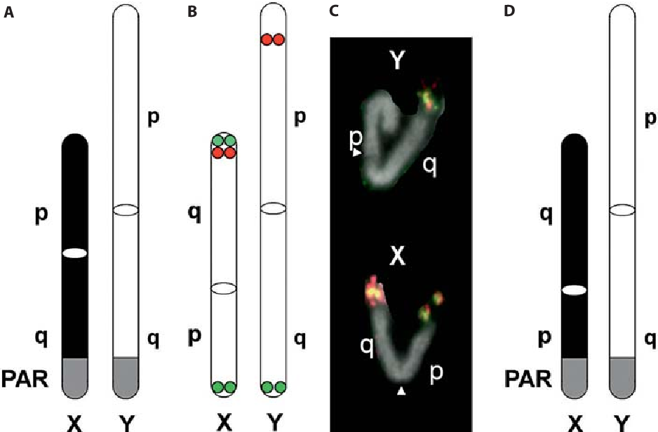 The Use Of Repetitive Dna In Cytogenetic Studies Of Plant Sex