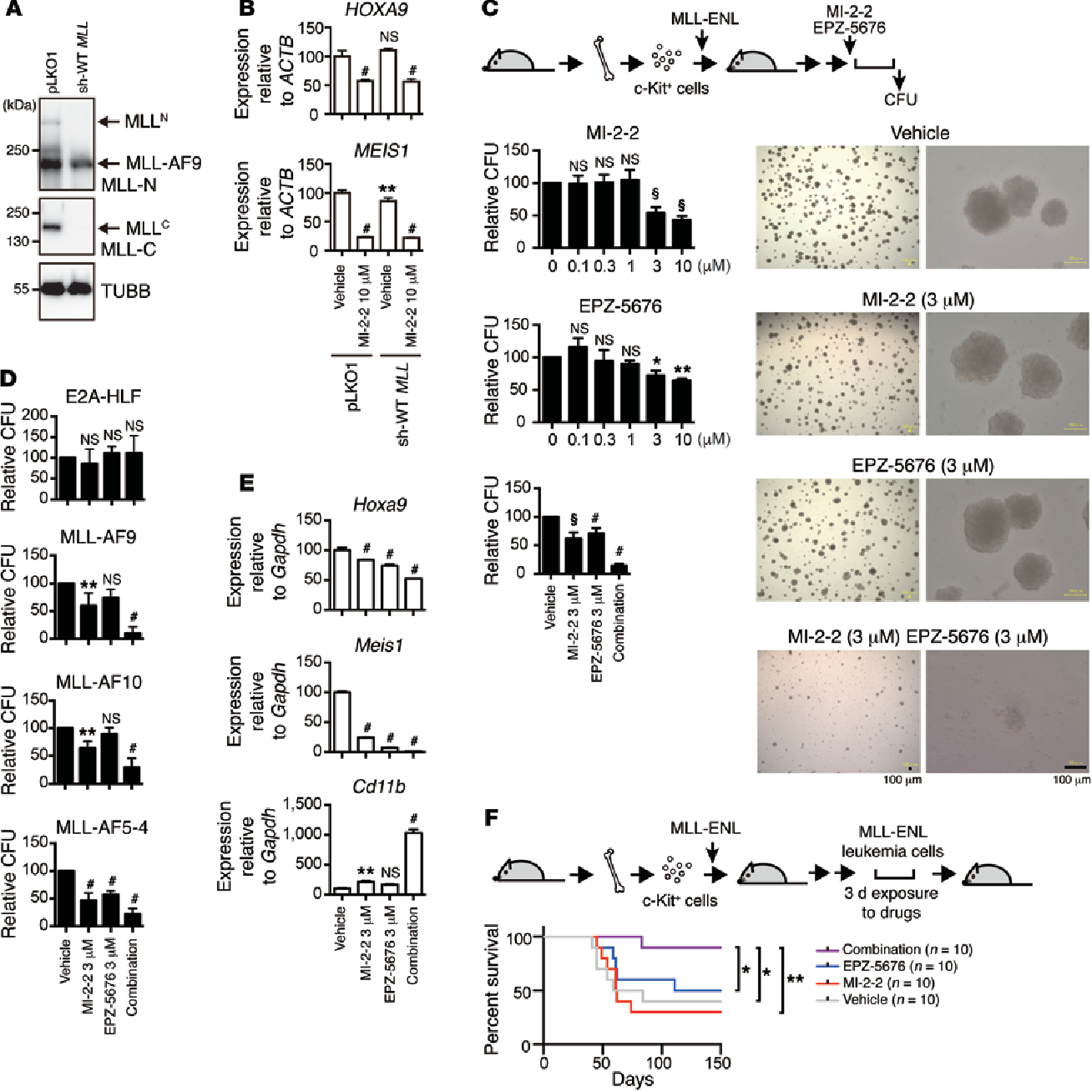 Figure 1 From Cooperative Gene Activation By Af4 And Dot1l Drives Mll