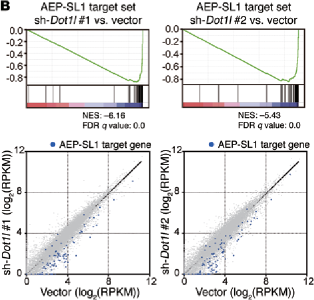 Figure 1 From Cooperative Gene Activation By Af4 And Dot1l Drives Mll