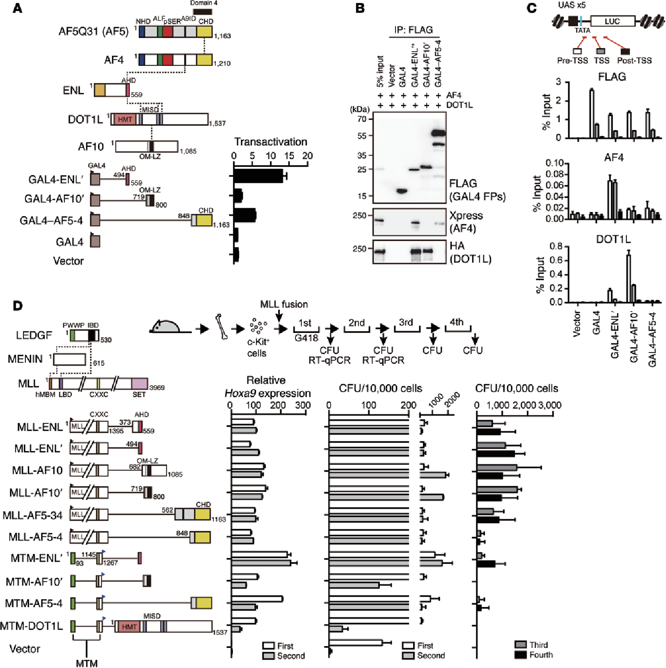 Figure 1 From Cooperative Gene Activation By Af4 And Dot1l Drives Mll