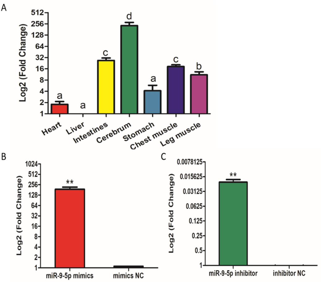 Figure 1 From Mir 9 5p Inhibits Skeletal Muscle Satellite Cell