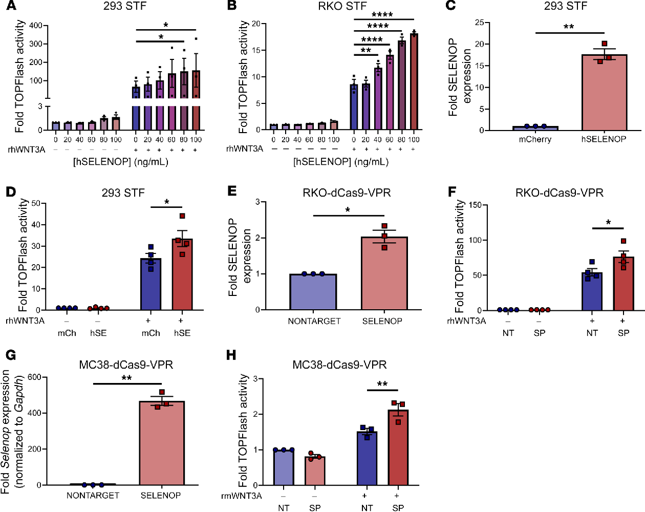 Pdf Selenop Modifies Sporadic Colorectal Carcinogenesis And Wnt