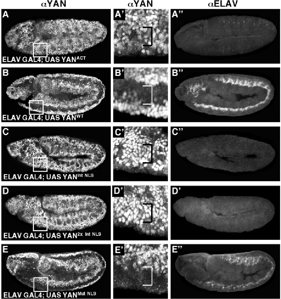 Figure 1 From Crm1 Mediated Nuclear Export And Regulated Activity Of