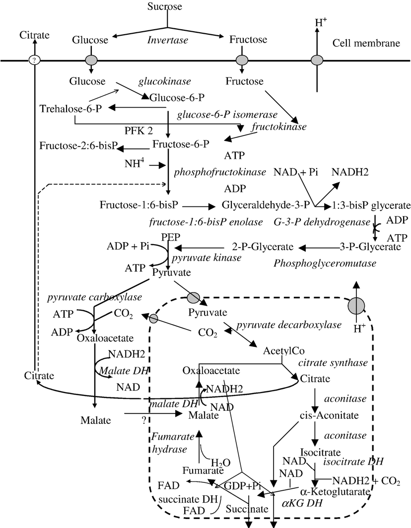 Figure 3 From Advances In Citric Acid Fermentation By Aspergillus Niger