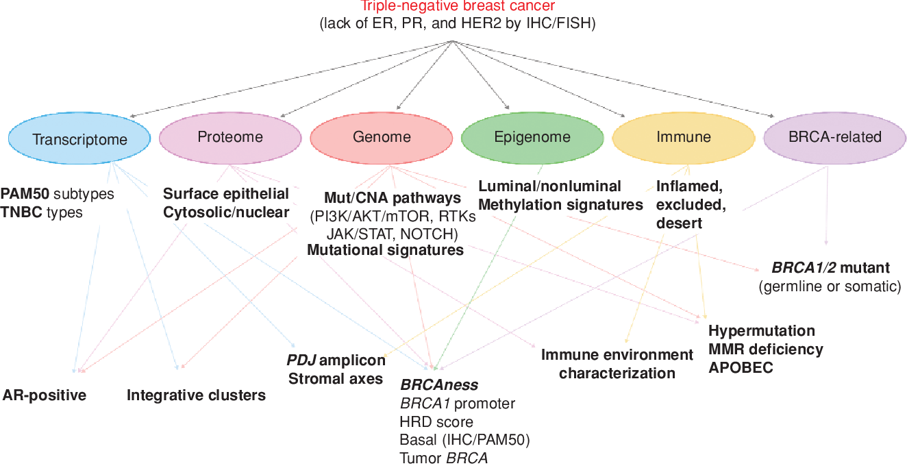 Pdf Insights Into Molecular Classifications Of Triple Negative Breast