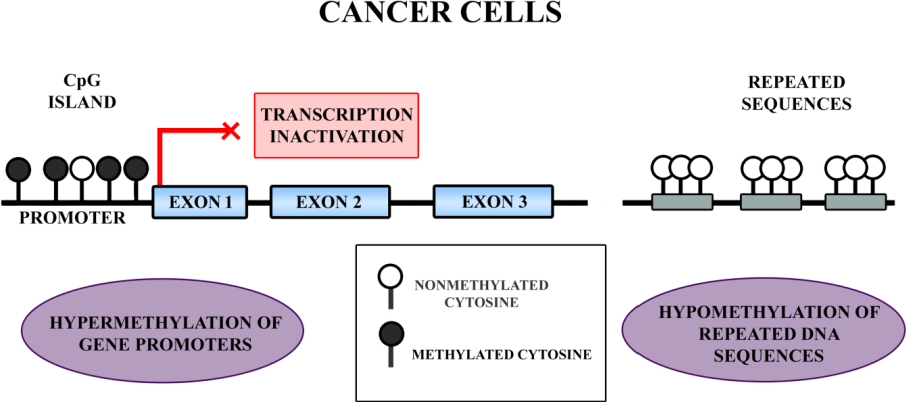 Pdf Dna Methylation Gene Expression Regulation Semantic Scholar