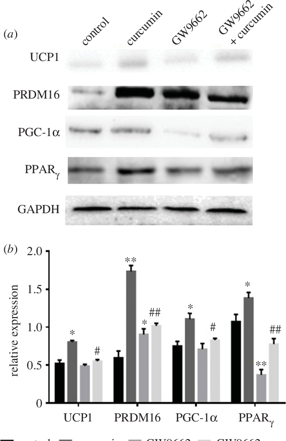 Figure 1 From Curcumin Improves Adipocytes Browning And Mitochondrial