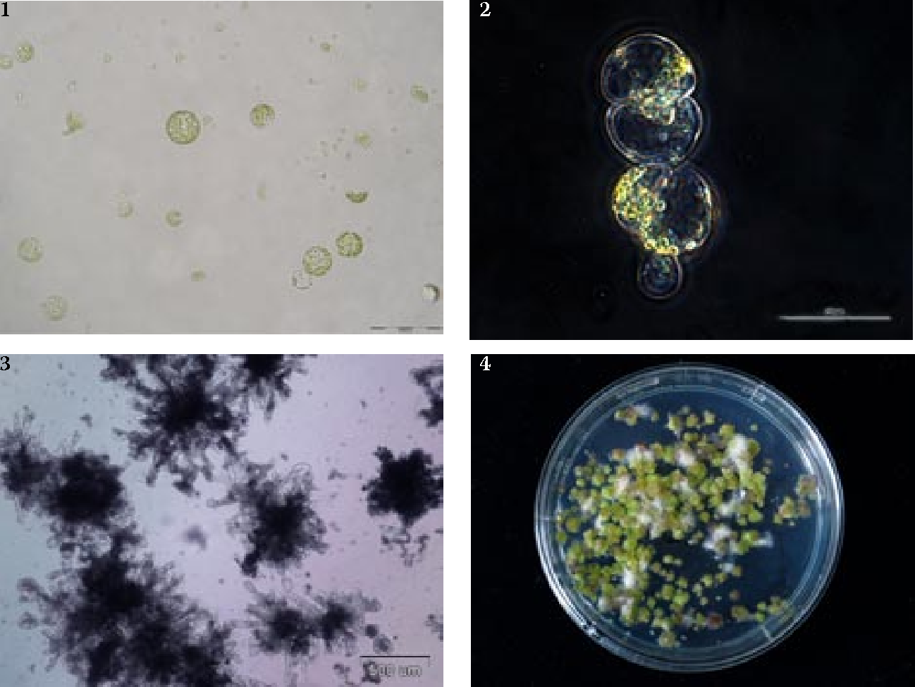 Figure 1 From A Simple Procedure For Mesophyll Protoplast Culture And