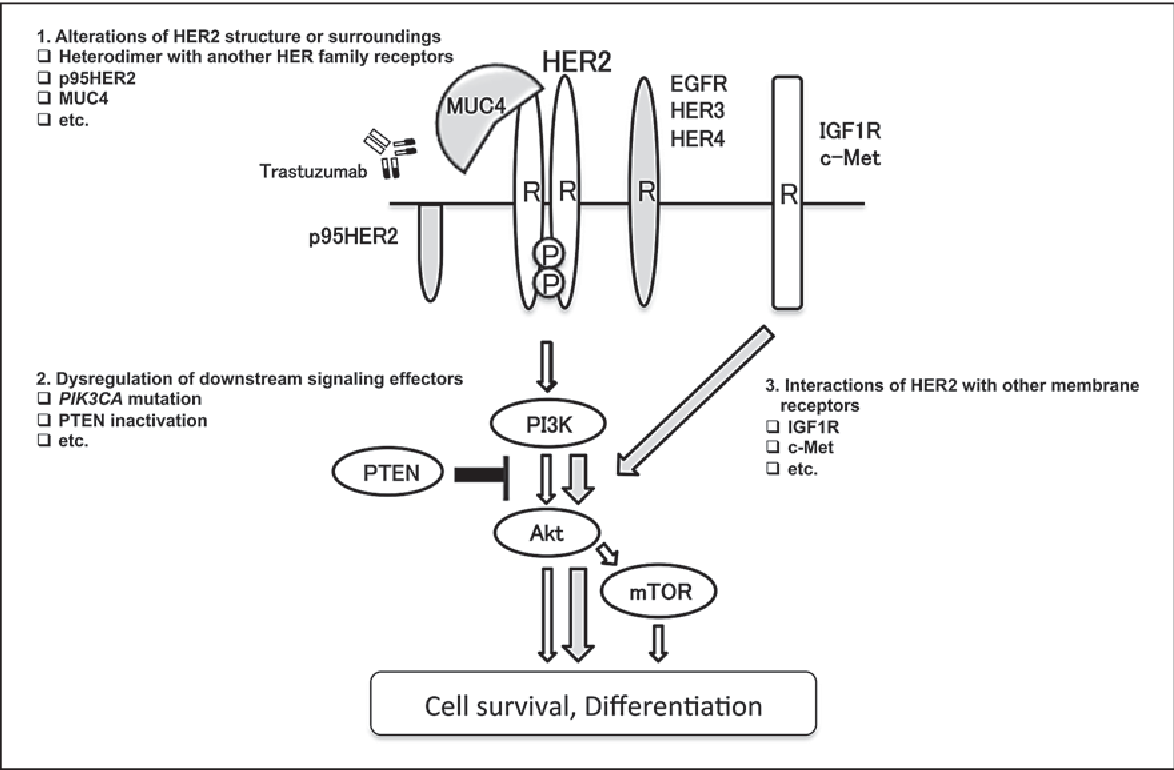 Pdf Her2 Expression And Pi3k Akt Pathway Alterations In Gastric