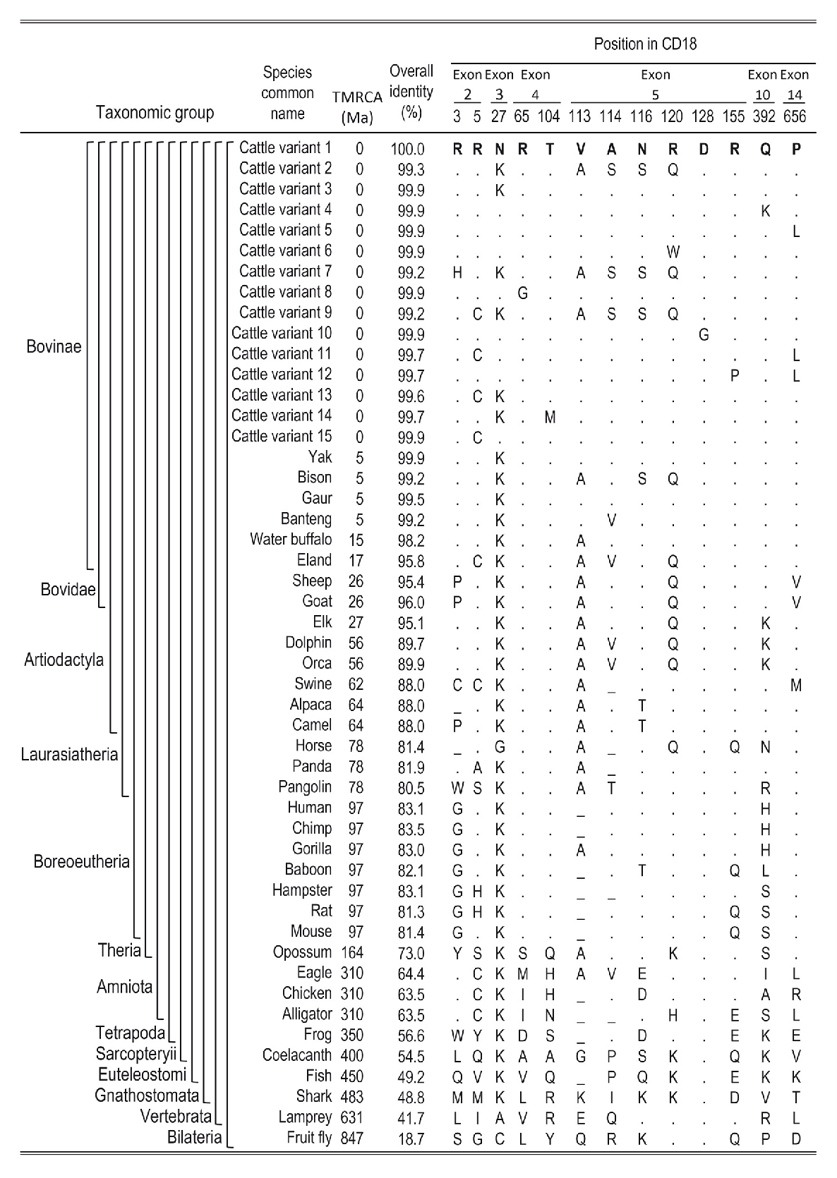 Figure 1 From A Bovine Cd18 Signal Peptide Variant With Increased