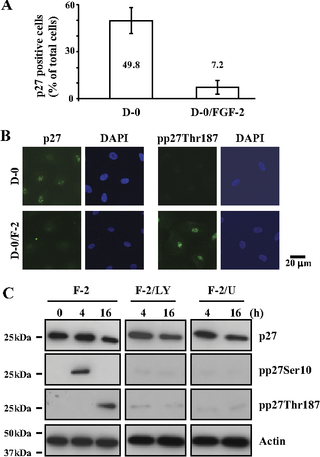 Table 1 From Human Corneal Endothelial Cells Employ Phosphorylation Of