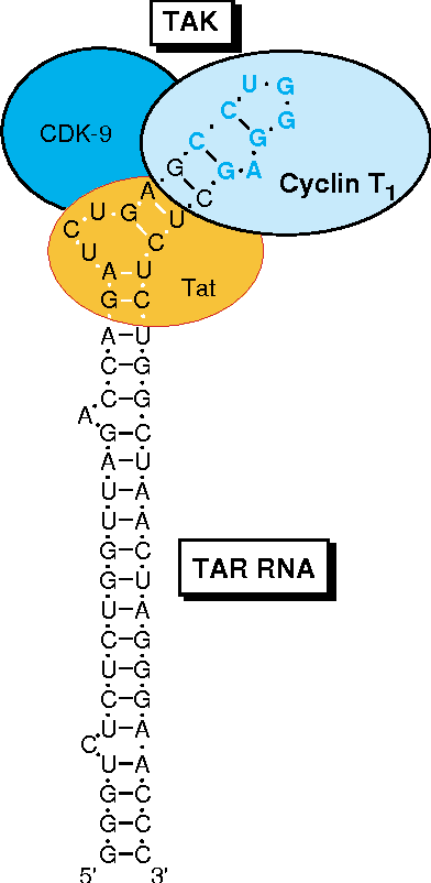 Pdf Tat A Novel Regulator Of Hiv Transcription And Latency