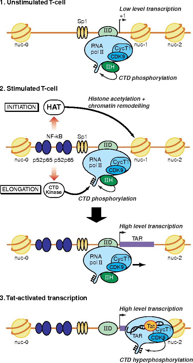 Pdf Tat A Novel Regulator Of Hiv Transcription And Latency