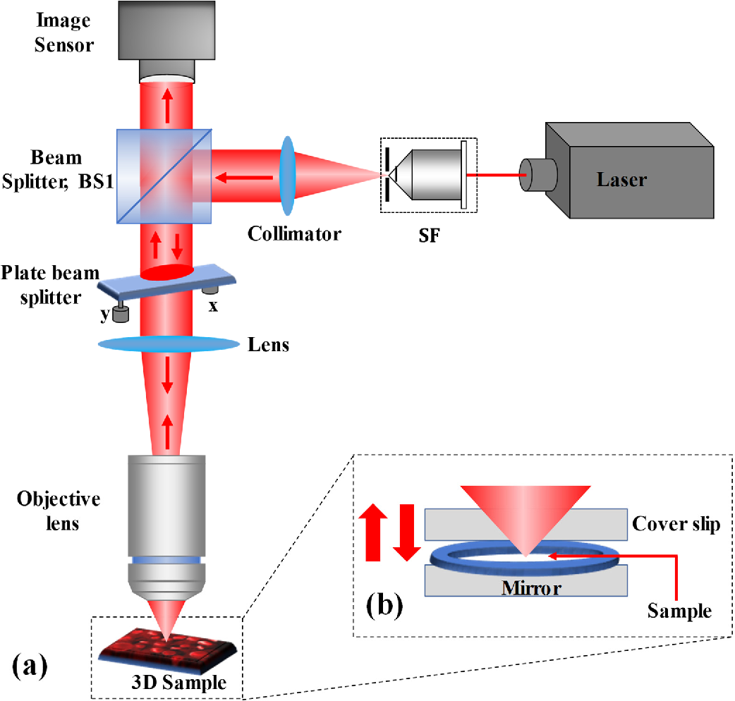 Pdf Live Cell Imaging By Single Shot Common Path Wide Field Of View