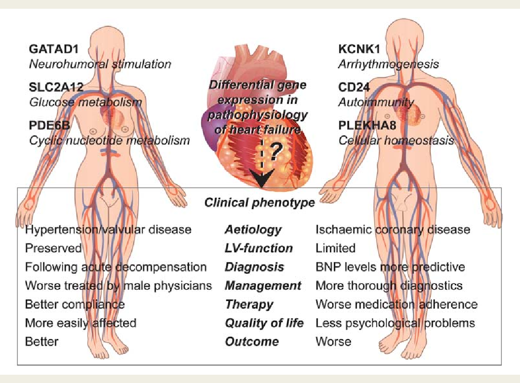 Figure 1 From Gender Differences In Heart Failure Paving The Way