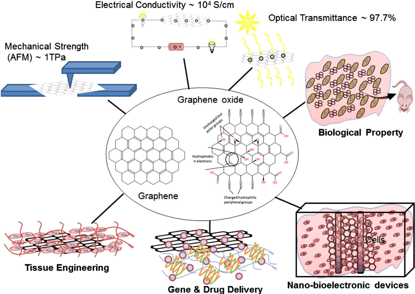 Figure 1 From Graphene Based Nanomaterials For Drug Delivery And Tissue