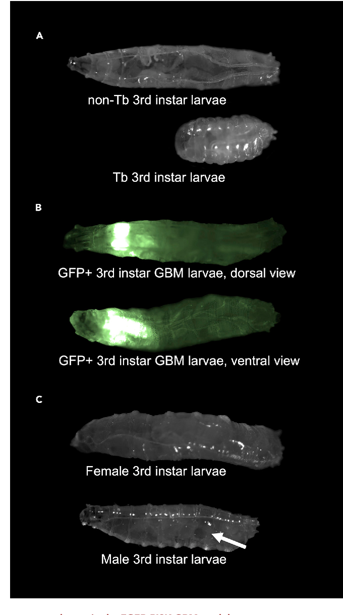 Figure 1 From A Protocol To Use Drosophila Melanogaster Larvae To Model