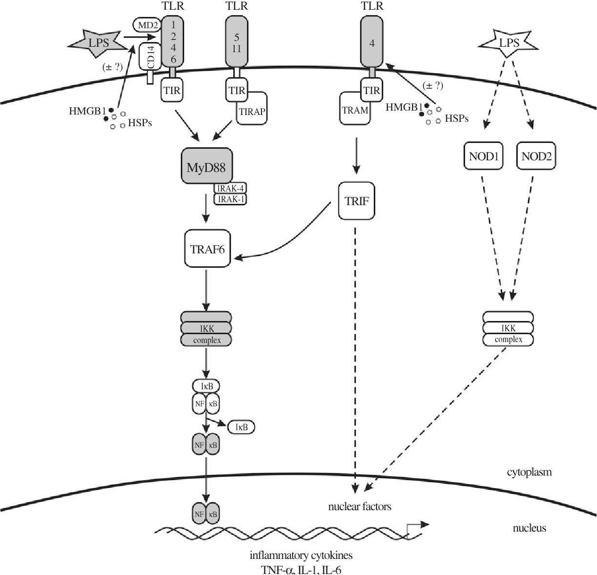 Figure 1 From Toll Like Receptor Signaling Pathway In Sepsis Semantic