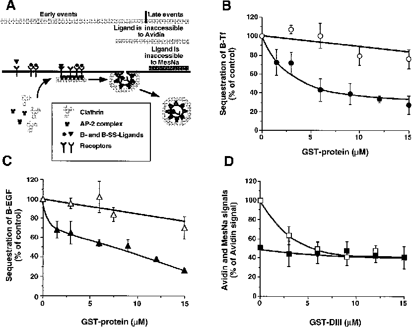 Pdf Ap 2eps15 Interaction Is Required For Receptor Mediated