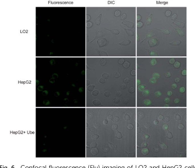 Pdf A Highly Selective And Sensitive Chemiluminescent Probe For