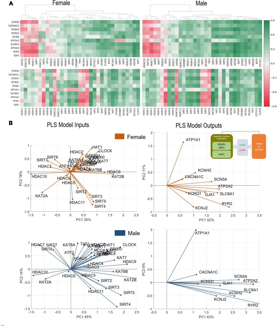 Sex Dependent Transcription Of Cardiac Electrophysiology And Links To