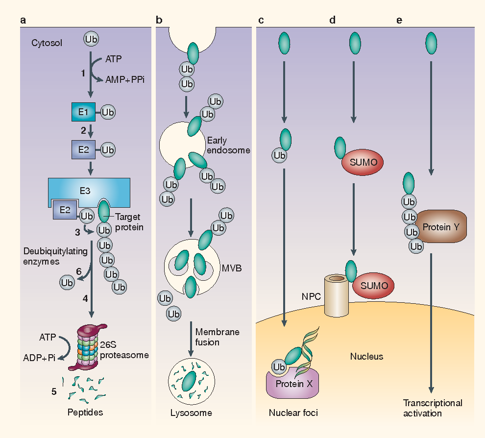 Proteolysis From The Lysosome To Ubiquitin And The Proteasome